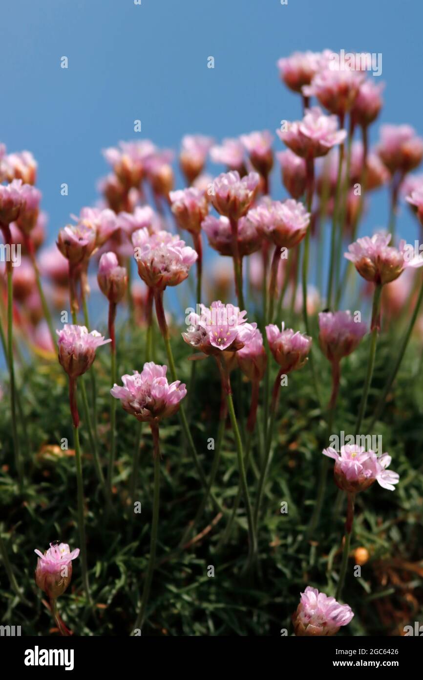Thrift flower hi-res stock photography and images - Alamy