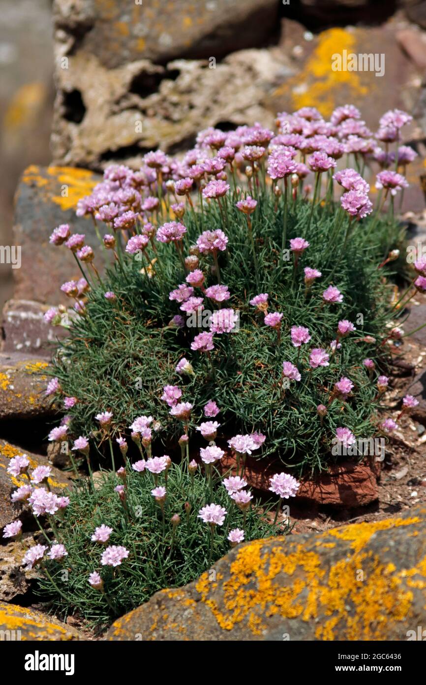 Thrift flower hi-res stock photography and images - Alamy