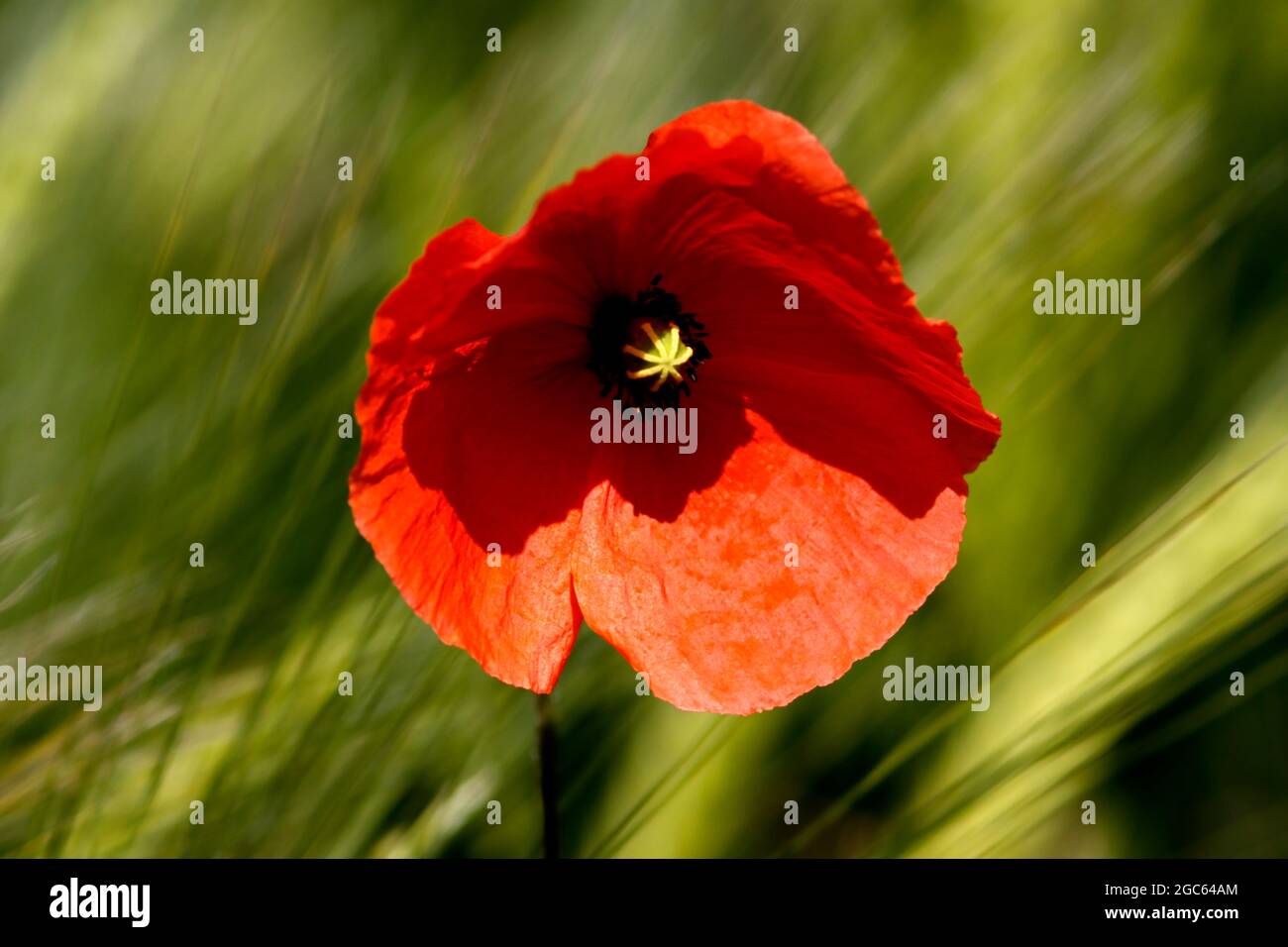 COMMON POPPY, UK Stock Photo - Alamy