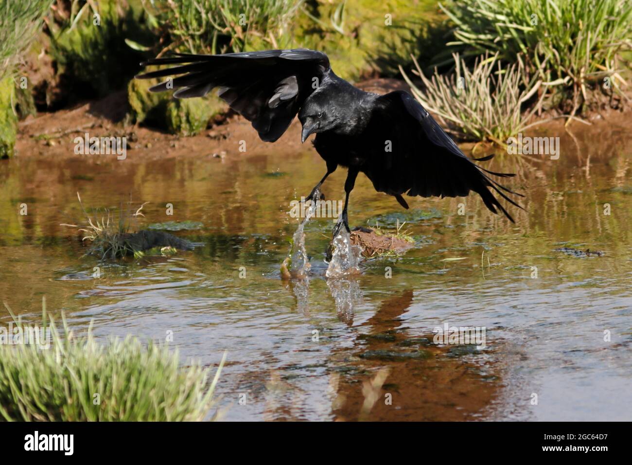 CARRION CROW (Corvus corone) launching into flight, UK Stock Photo - Alamy