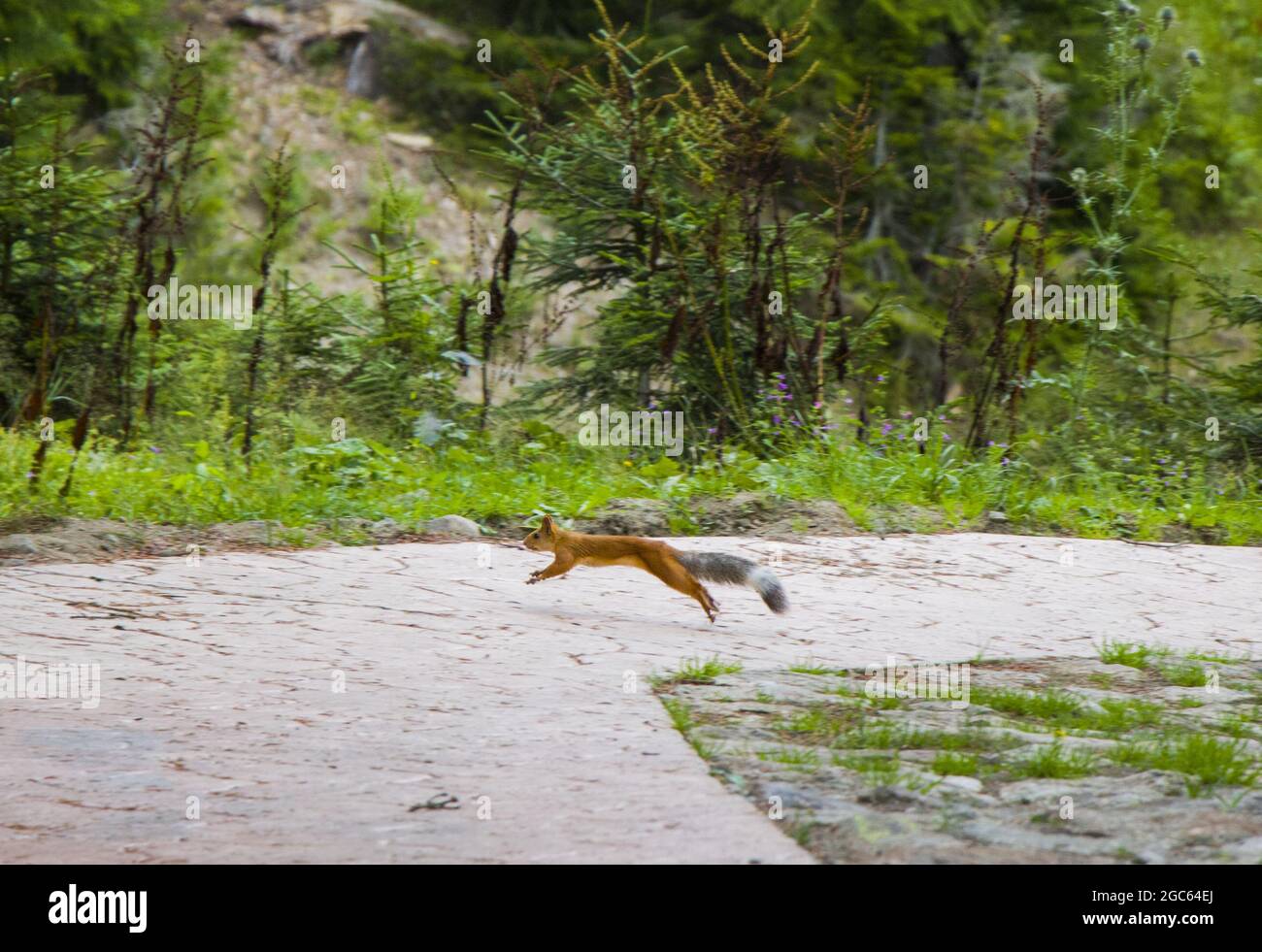 Cute squirrel crossing the road with a big jump Stock Photo - Alamy