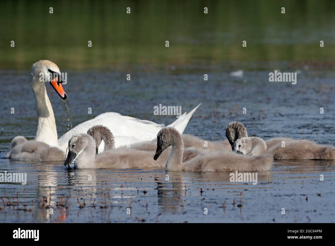 Cygnets feeding hi-res stock photography and images - Alamy