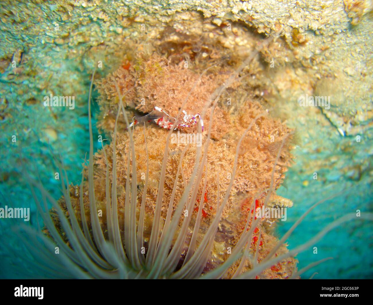Ghost Shrimp (Palaemonetes) in an Anemone in the filipino sea 5.11.2012 ...