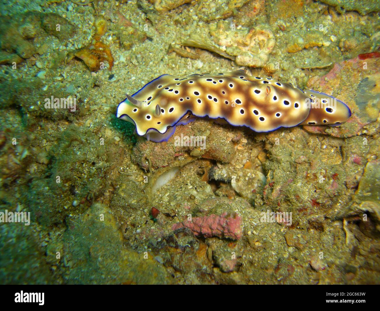 Sea Slug or Nudibranch (Chromodoris Kunei) on the ground in the ...