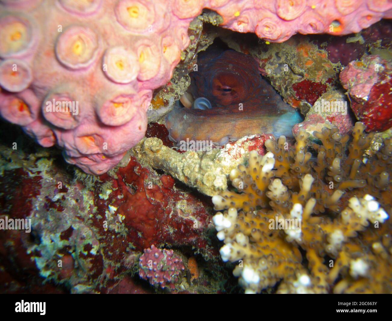 Octopus species hi-res stock photography and images - Alamy