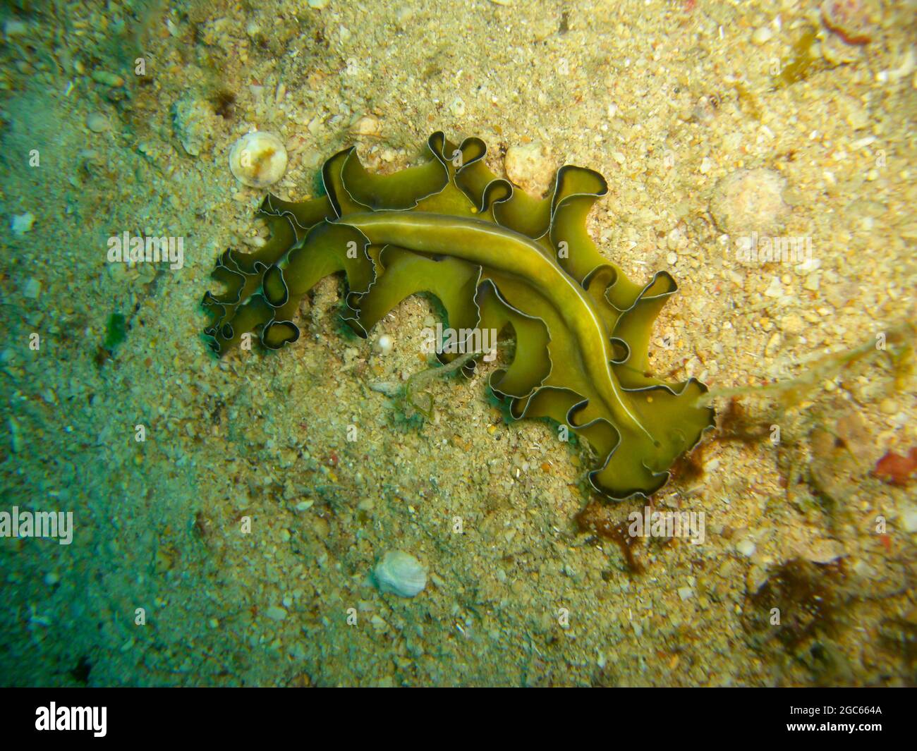 Nudibranch or Sea Slug (Pseudobiceros Floweri) in the ground in the ...