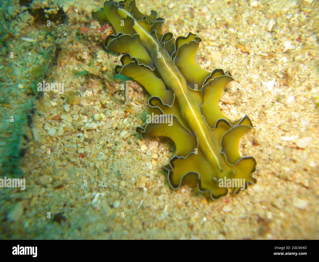 Sea slug swimming hi-res stock photography and images - Alamy