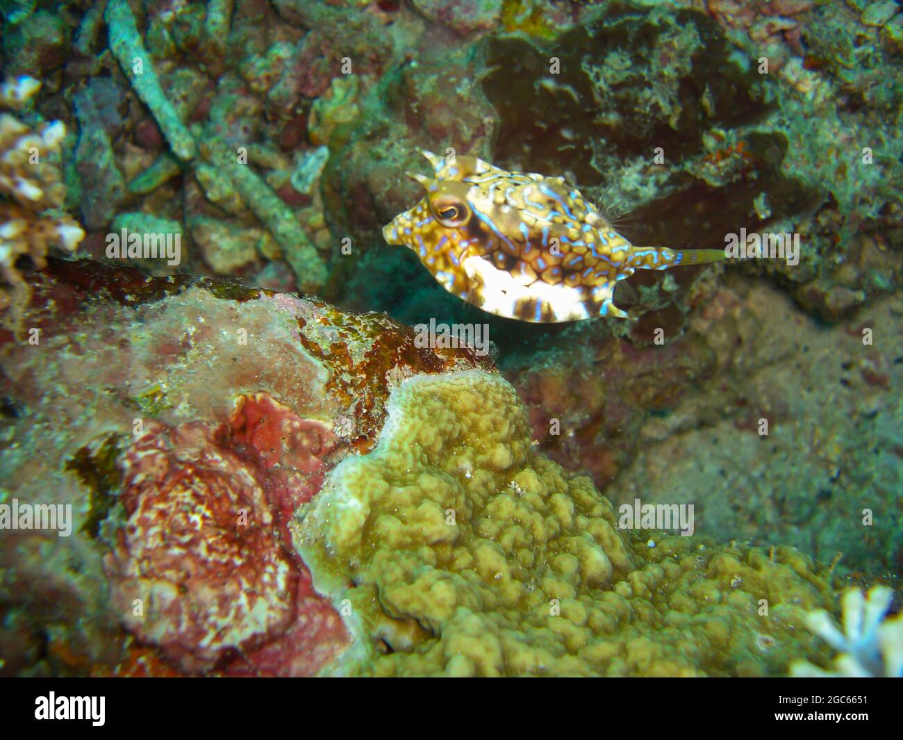Longhorn Cowfish or Boxfish (Lactoria Cornuta) swims in the filipino ...