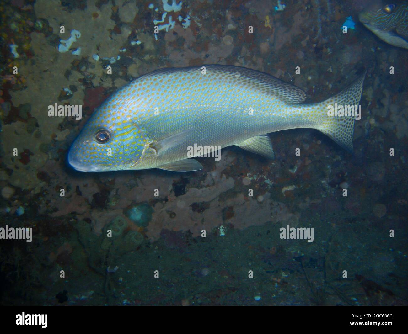 Unknown Fish is swimming in the filipino sea 6.11.2012 Stock Photo - Alamy