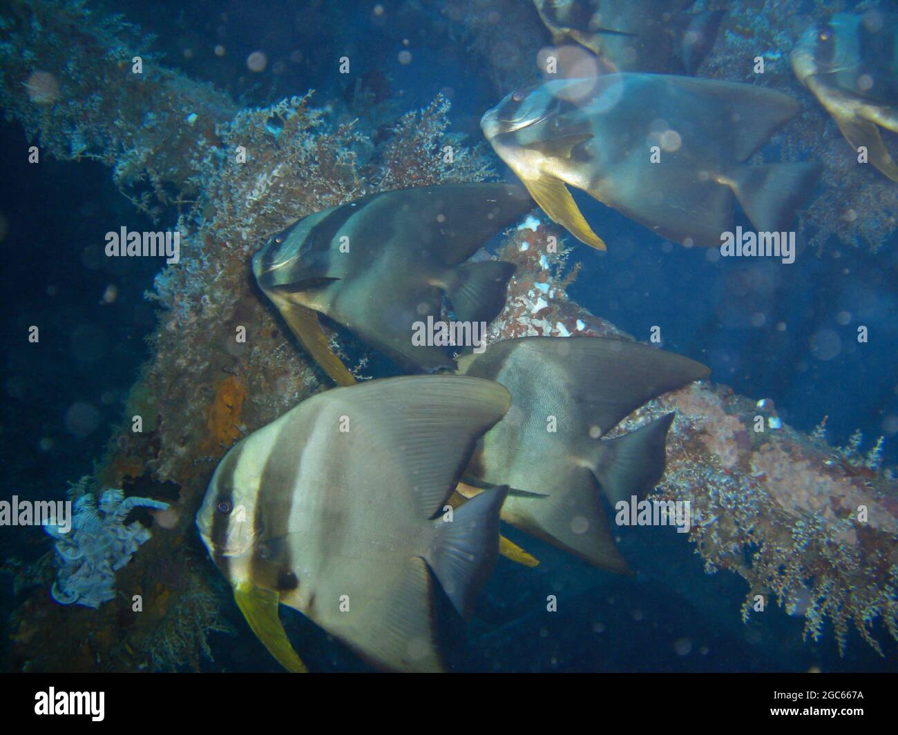 Bat fish hi-res stock photography and images - Alamy