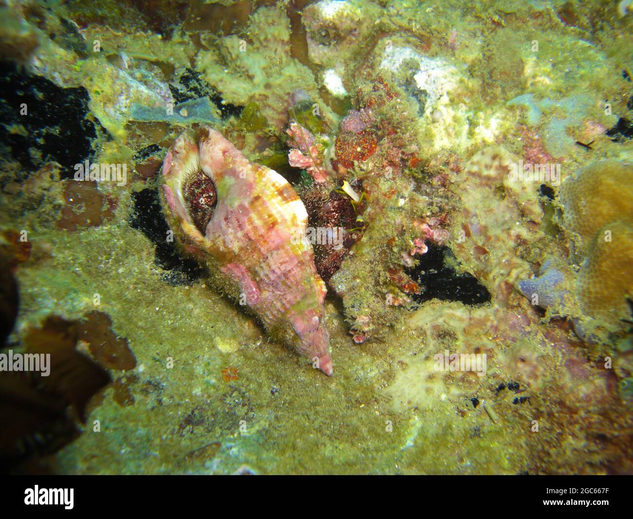 Shell on the ground in the filipino sea 17.10.2012 Stock Photo - Alamy