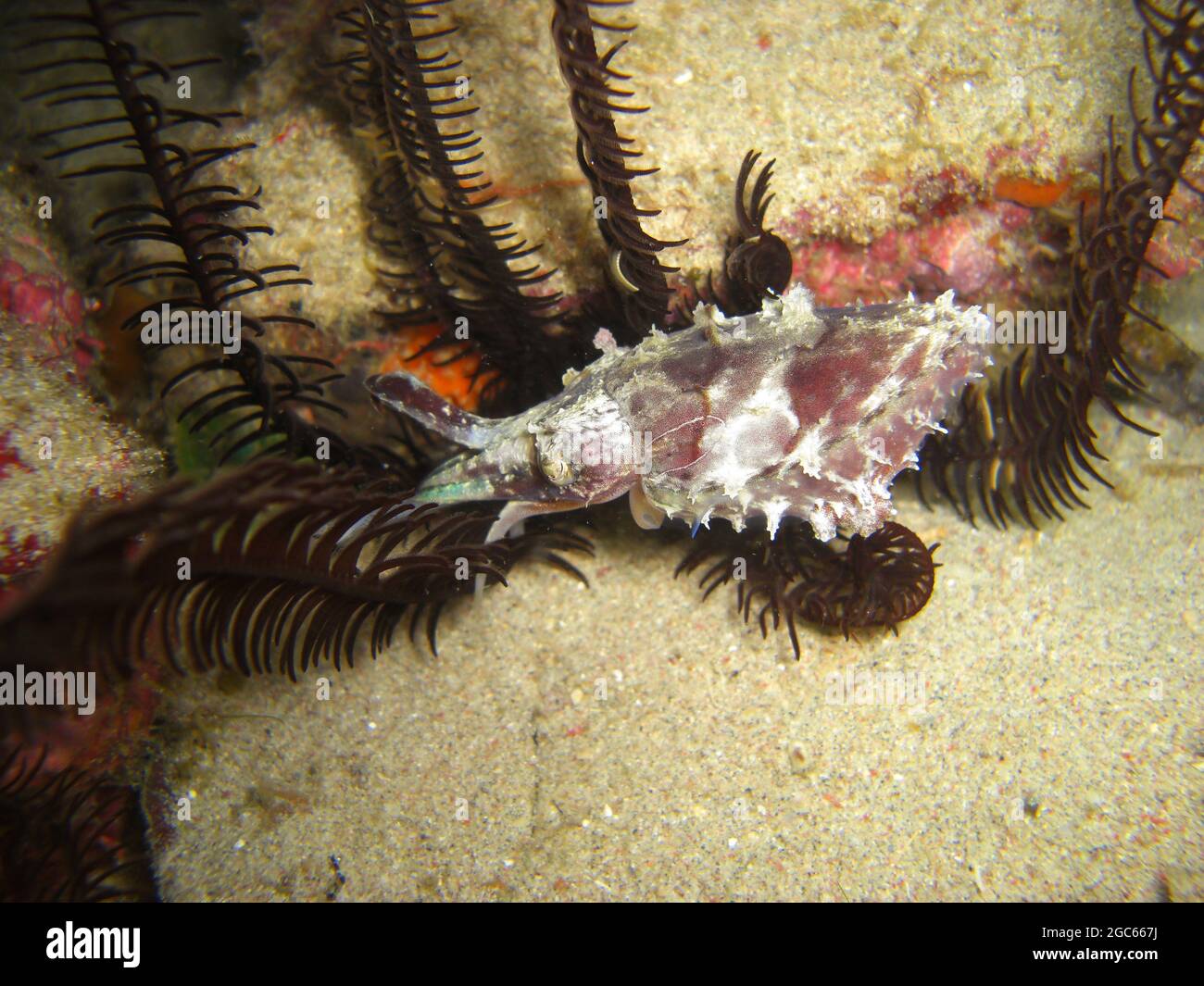 Sepia swims in the filipino sea 22.10.2012 Stock Photo - Alamy