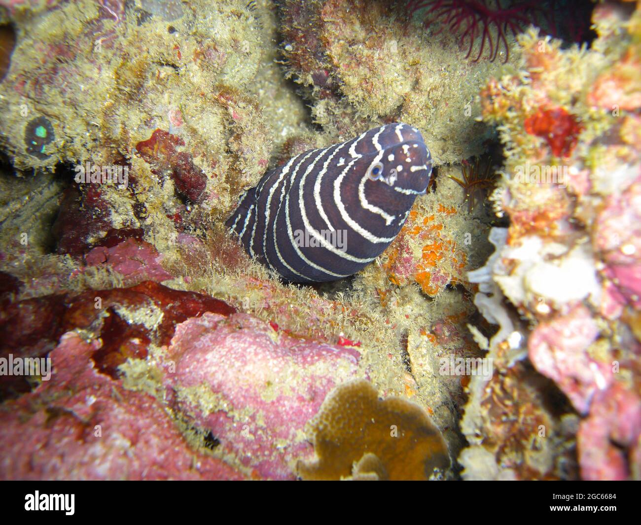Wildlife underwater moray eel quiet hi-res stock photography and images ...