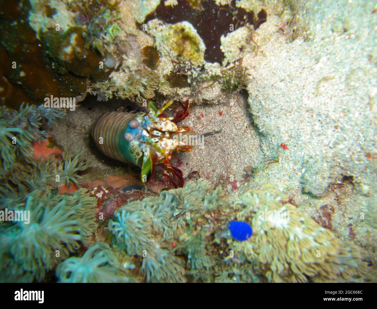 Mantis Shrimp (Odontodactylus) on the ground in the filipino sea 30.11. ...