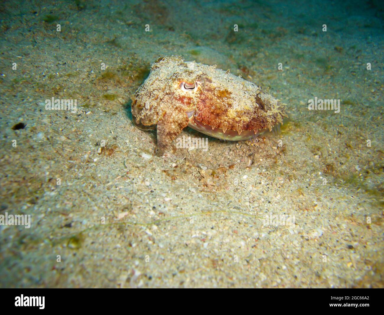 Sepie on the ground in the filipino sea 11.12.2012 Stock Photo - Alamy