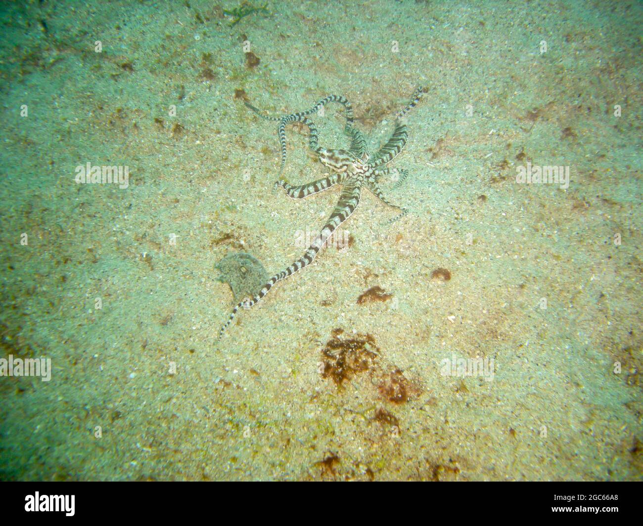 Mimic Octopus (Thaumoctopus Mimicus) on the ground in the filipino sea ...