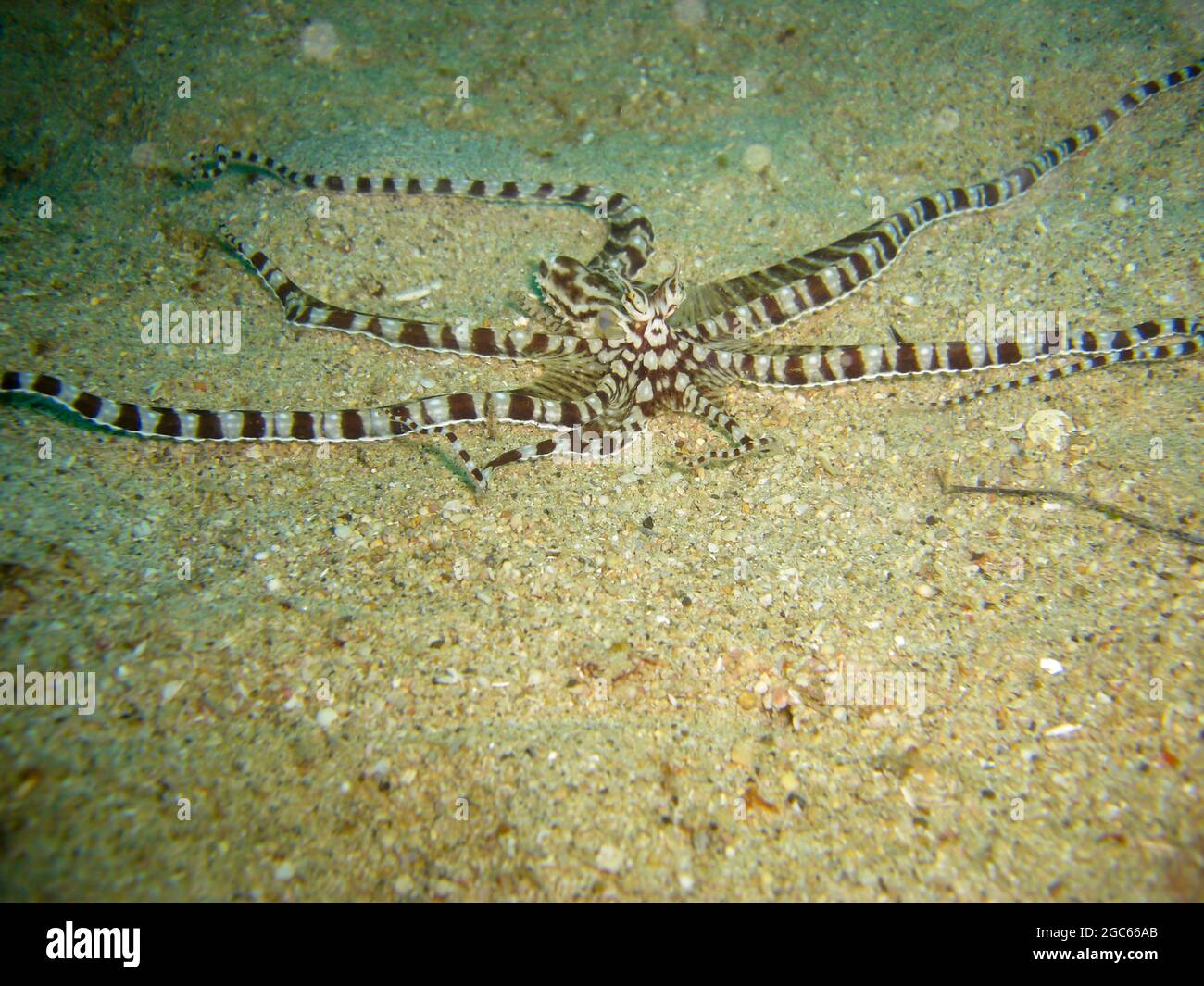 Mimic Octopus (Thaumoctopus Mimicus) on the ground in the filipino sea ...