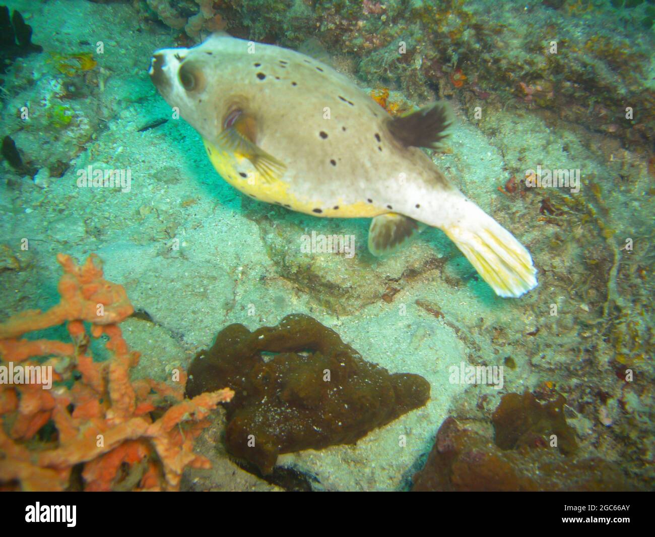 Blackspotted Puffer (Arothron Nigropunctatus) swims in the filipino sea ...