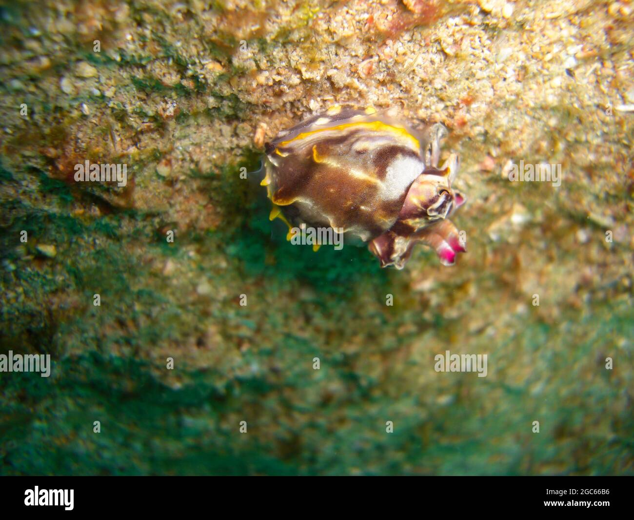 Filipino cuttlefish hi-res stock photography and images - Alamy