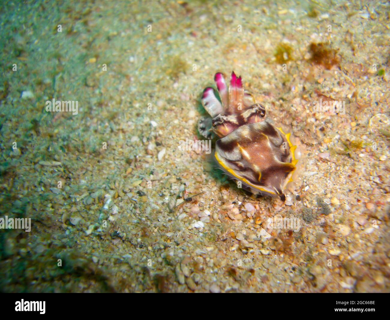 Cuttlefish on the ground in the filipino sea 28.11.2012 Stock Photo - Alamy