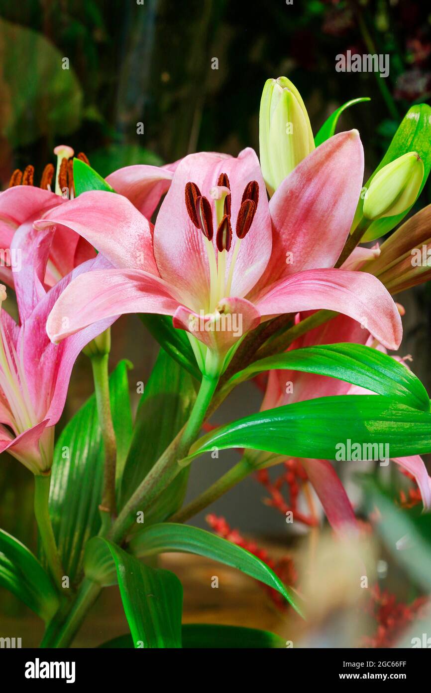 Pink lilies in the garden. Garden hobby Stock Photo - Alamy