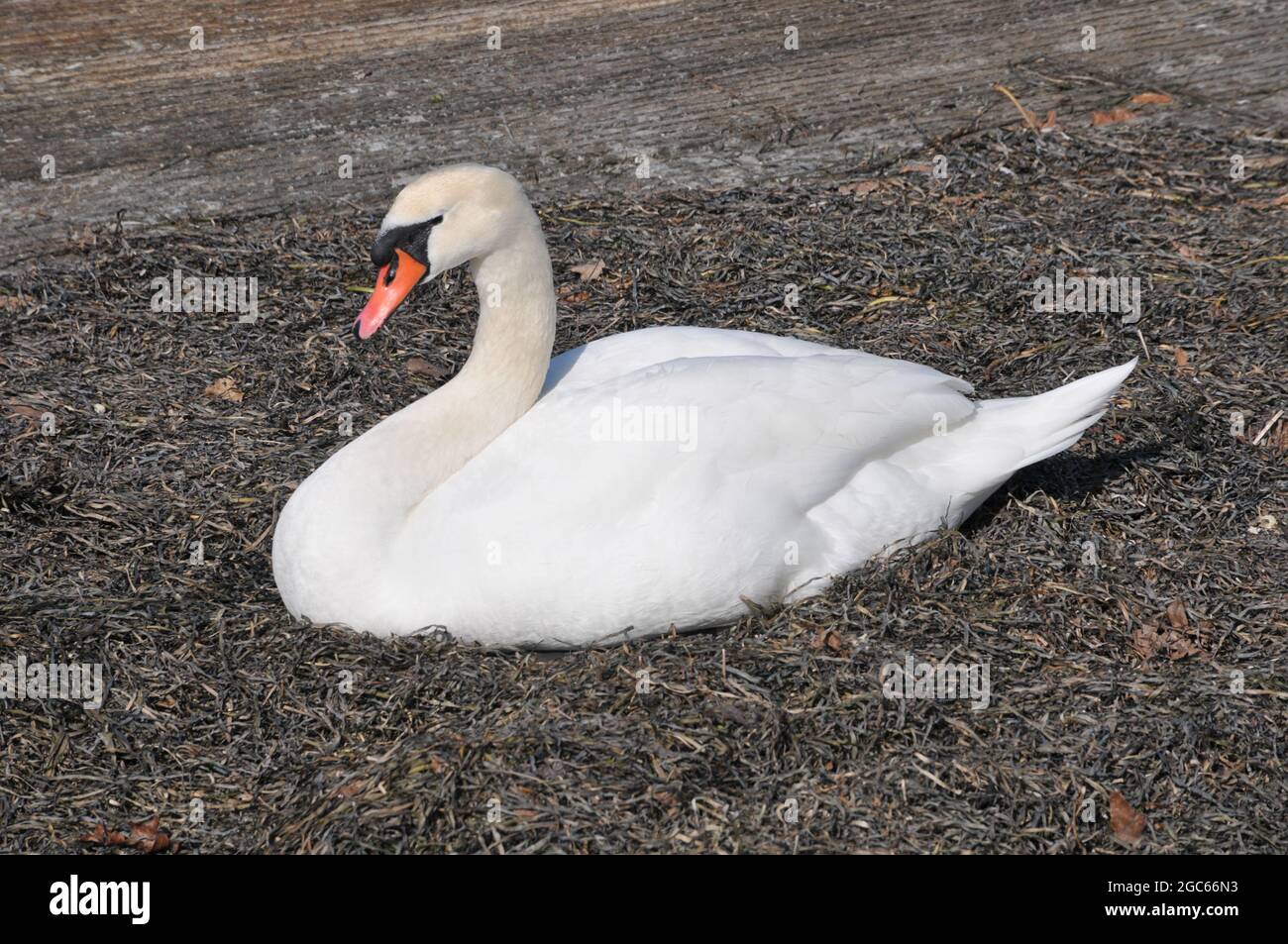 Copenhagen Denmark./08.April 2020 / Swan and seagul sittinin Kastrup ...