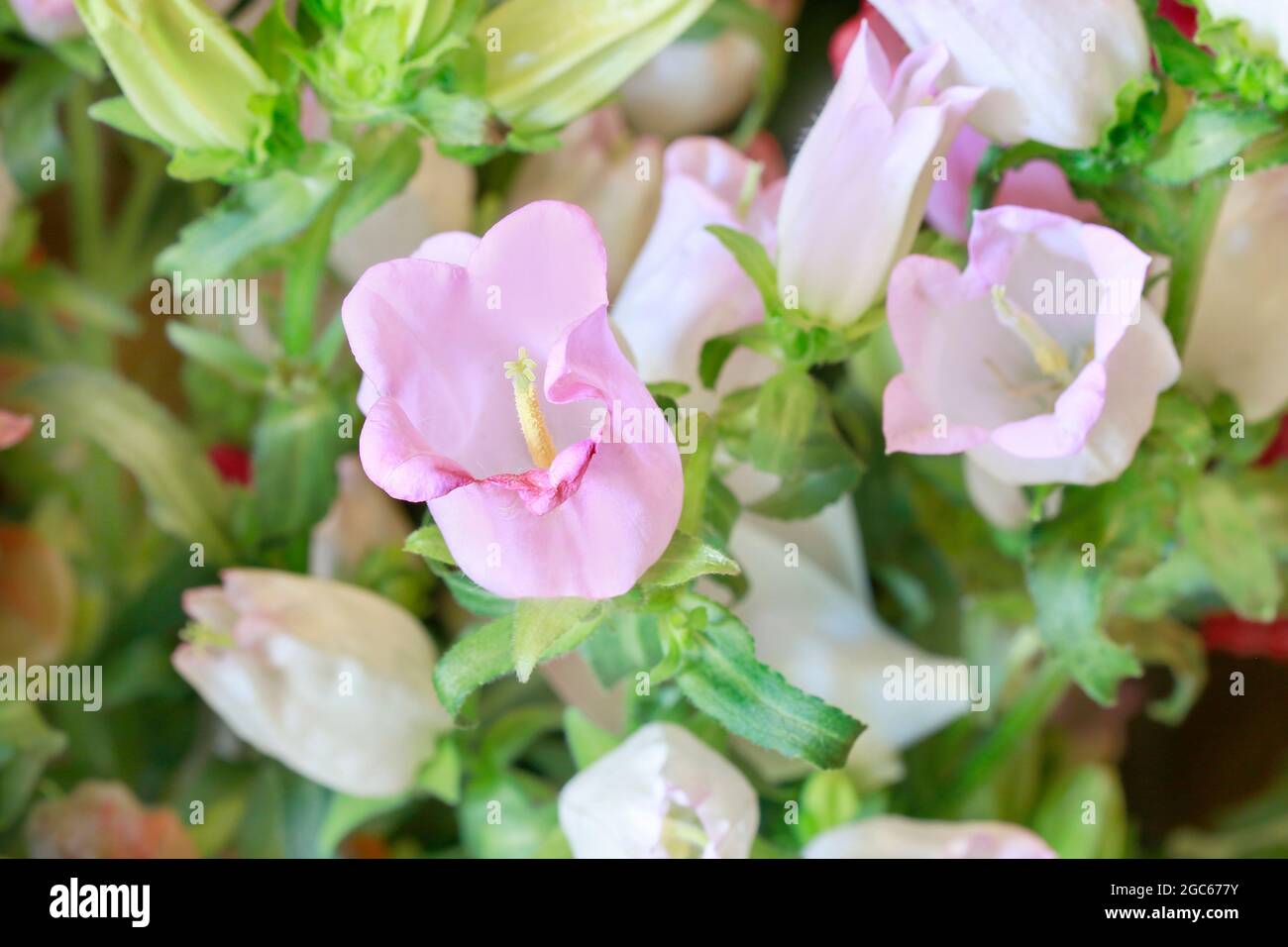 Campanula (bellflower) in the garden. Summer flowers Stock Photo - Alamy