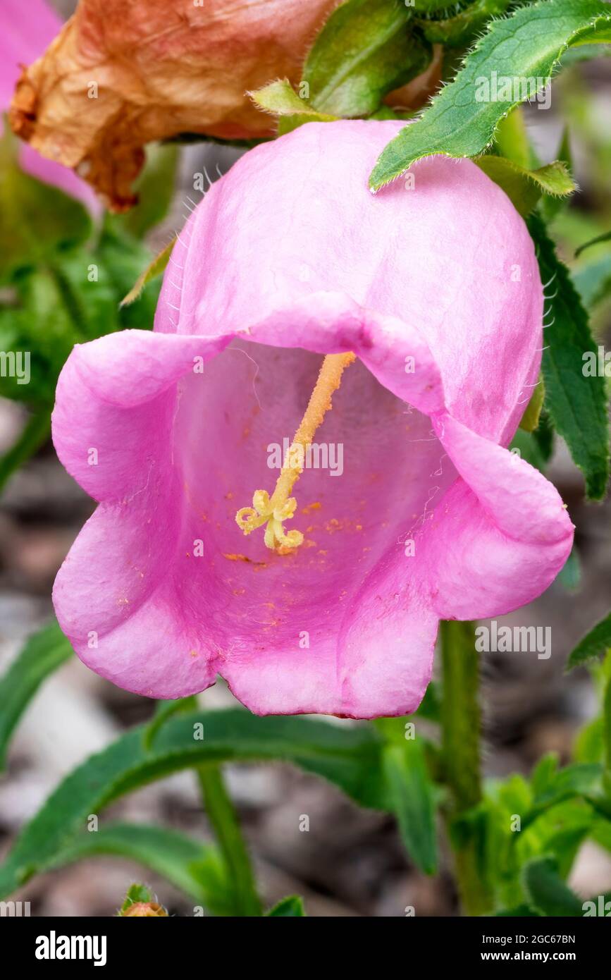 Campanula medium 'Champion Pink' a spring summer flowering plant with ...