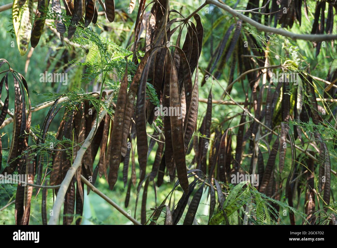 Leucaena leucocephala (jumbay, river tamarind, subabul, white popinac ...