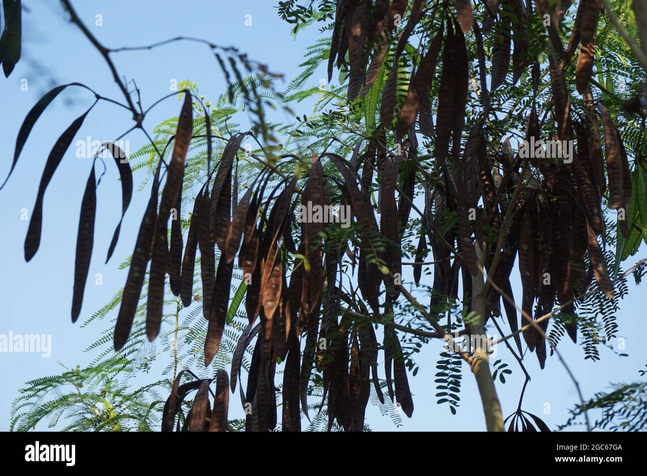 Leucaena leucocephala (jumbay, river tamarind, subabul, white popinac ...