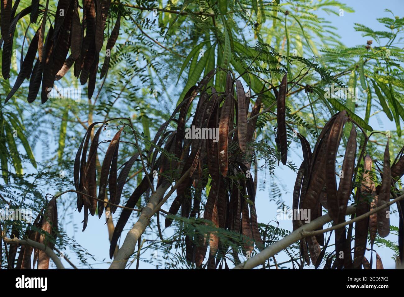 Leucaena leucocephala (jumbay, river tamarind, subabul, white popinac ...