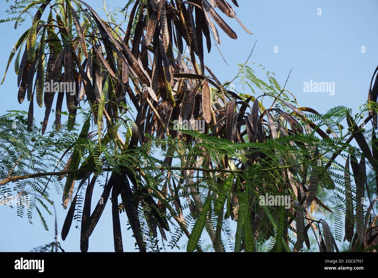 Leucaena leucocephala (jumbay, river tamarind, subabul, white popinac ...