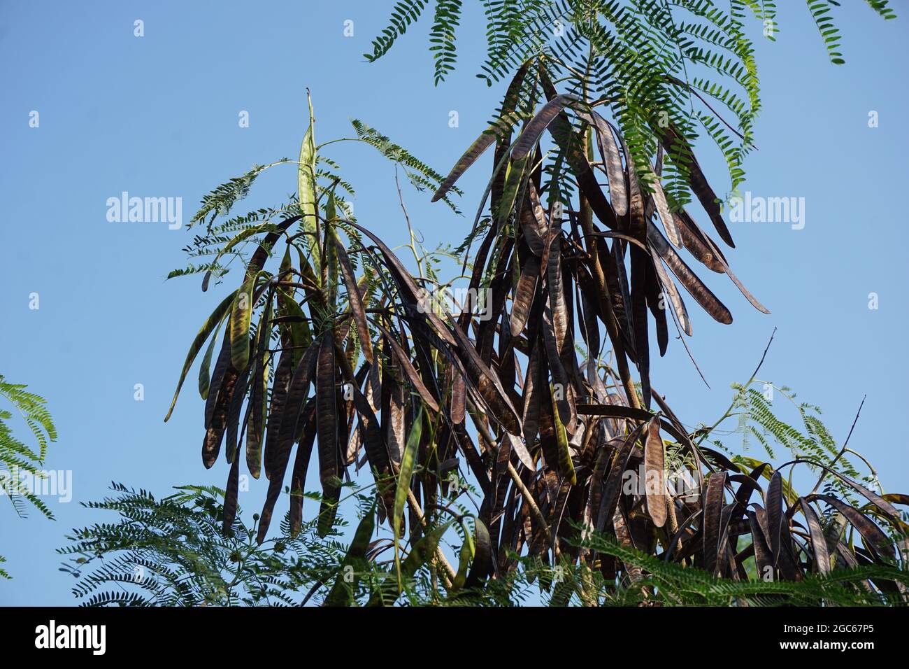 Leucaena leucocephala (jumbay, river tamarind, subabul, white popinac ...