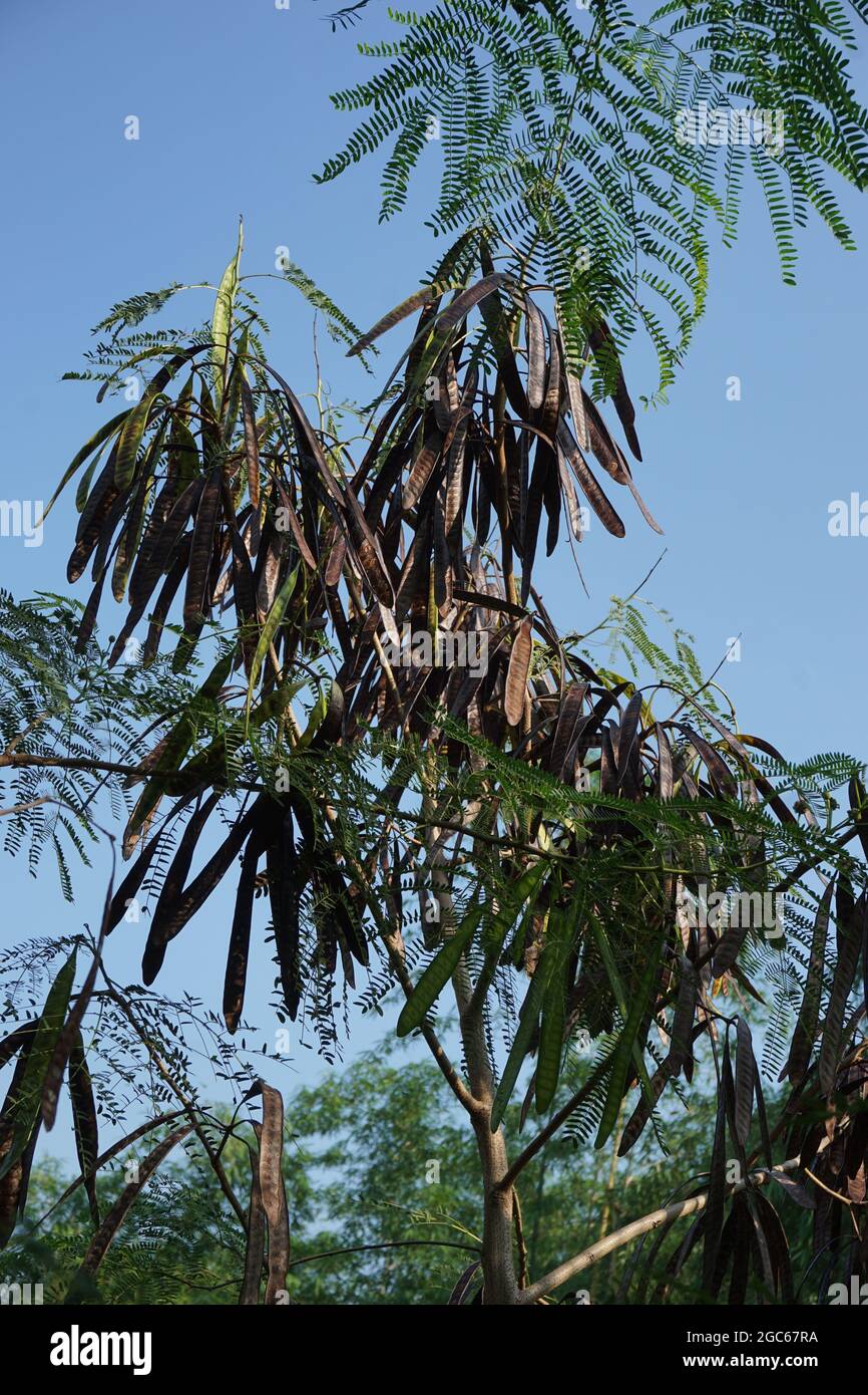 Leucaena leucocephala (jumbay, river tamarind, subabul, white popinac ...