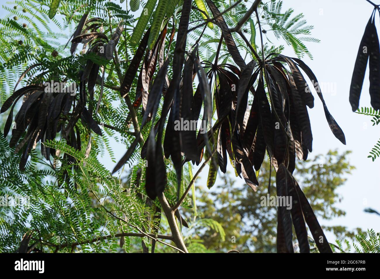 Leucaena leucocephala (jumbay, river tamarind, subabul, white popinac ...