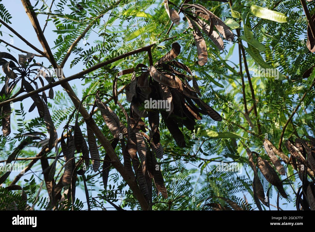 Leucaena leucocephala (jumbay, river tamarind, subabul, white popinac ...