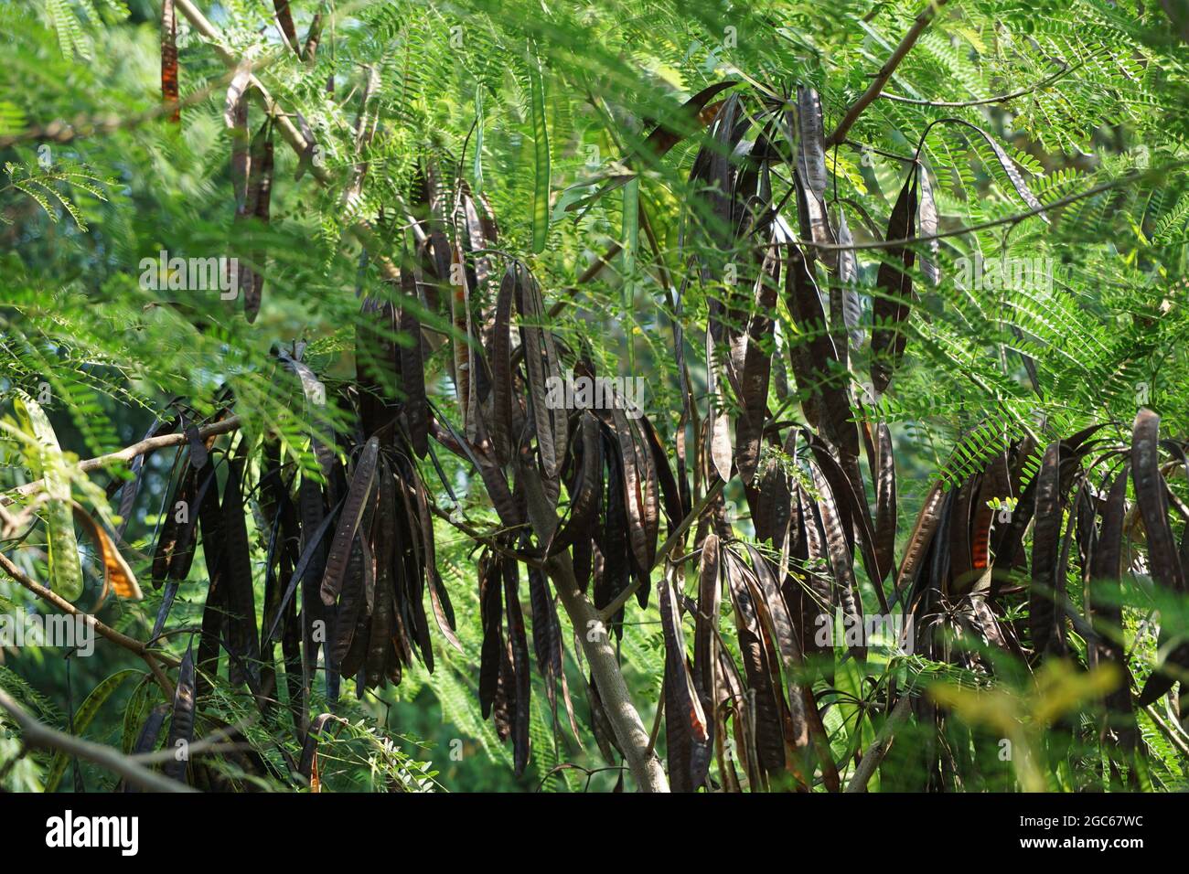 Leucaena leucocephala (jumbay, river tamarind, subabul, white popinac ...