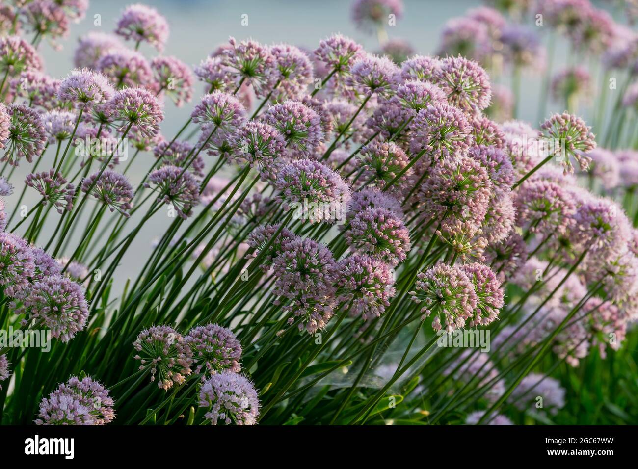 Ornamental onion plant Allium Millenium , garden flower Stock Photo - Alamy