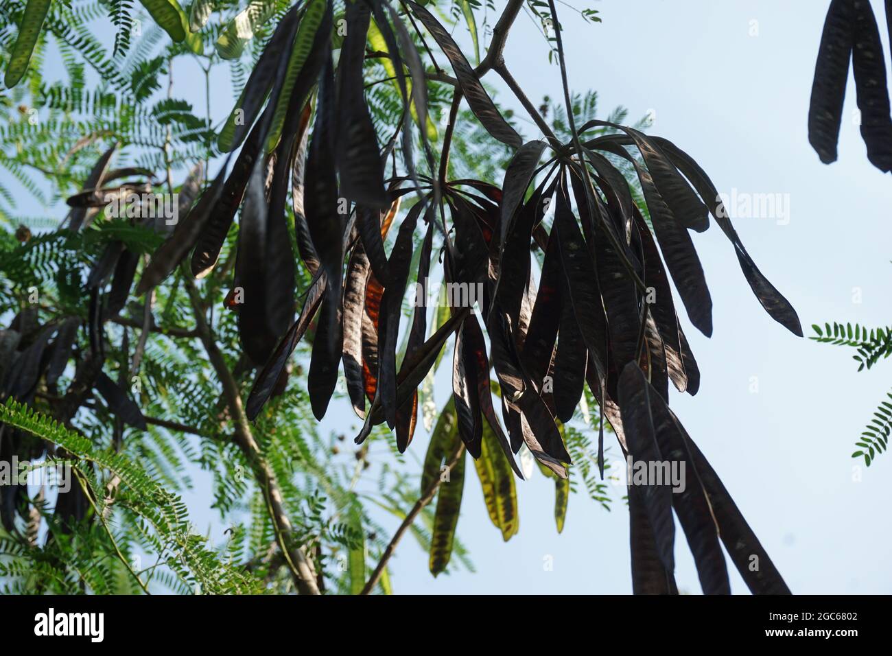 Leucaena leucocephala (jumbay, river tamarind, subabul, white popinac ...