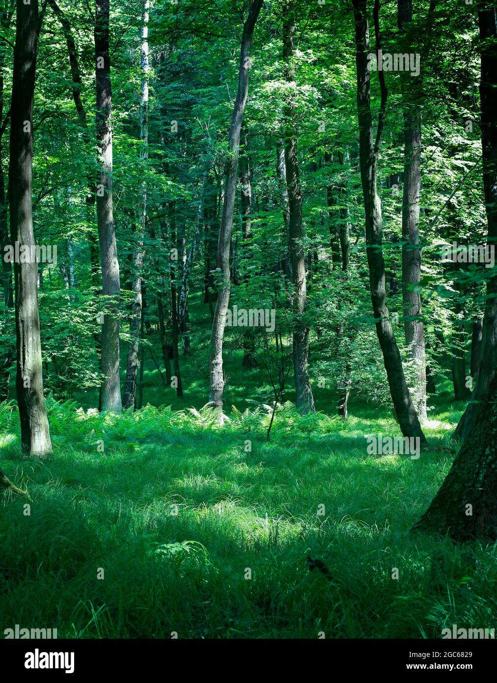 Dark summer forest background. Graphic resources Stock Photo - Alamy