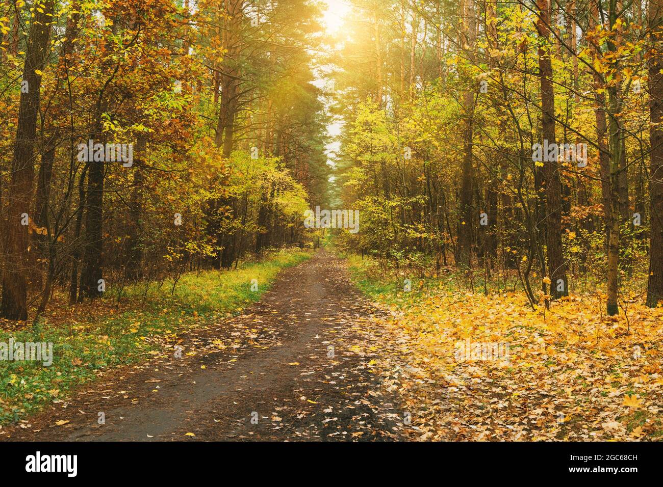 Yellow autumn forest. Way and falling leaves. Morning outdoors ...