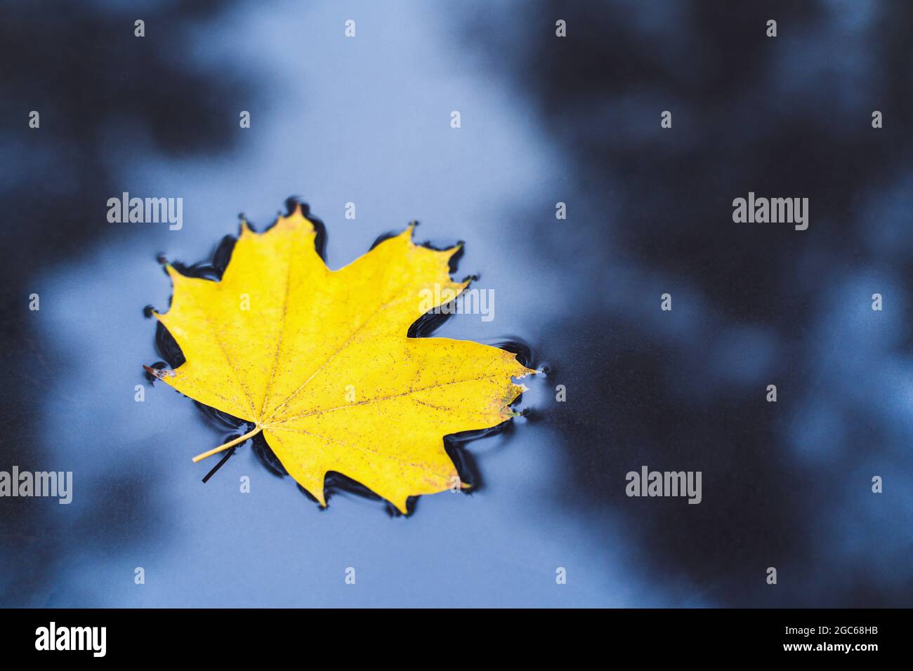 Yellow maple leaf in puddle of water. Autumn background. Fall concept Stock Photo - Alamy