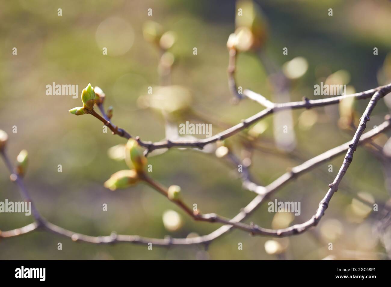 First spring buds hi-res stock photography and images - Alamy