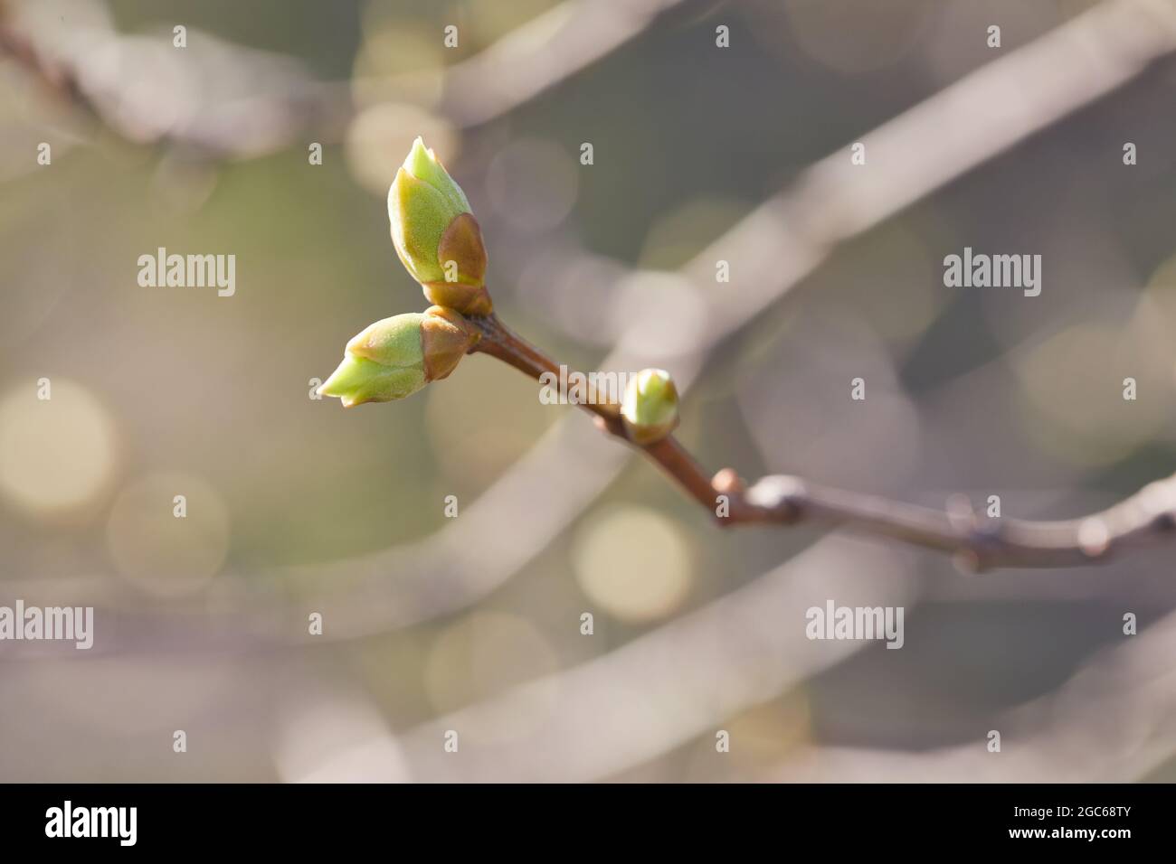 First spring buds on tree branch. Nature background Stock Photo - Alamy