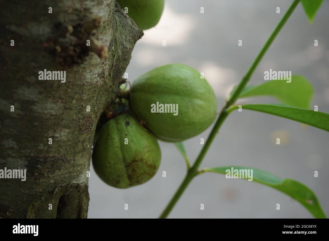 Phaleria macrocarpa (Also called Mahkota Dewa, simalakama, Makuto Rojo ...