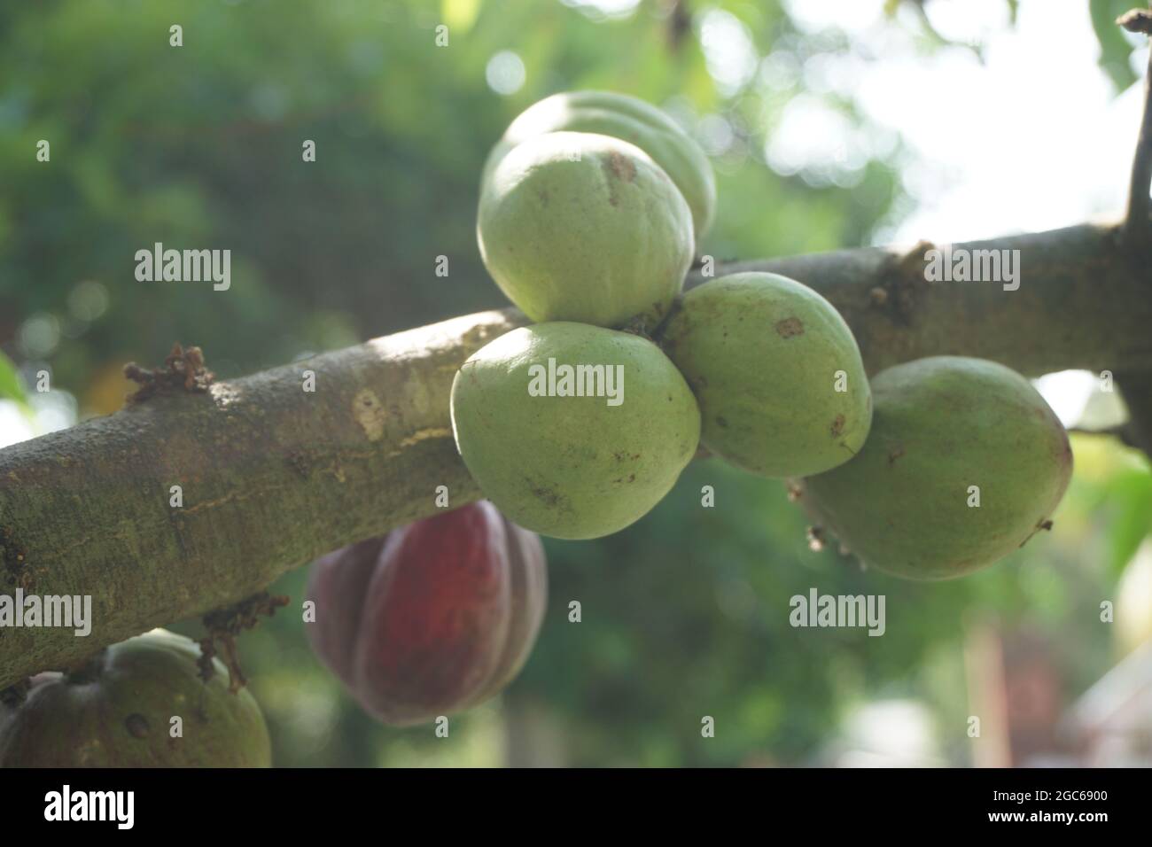 Phaleria macrocarpa (Also called Mahkota Dewa, simalakama, Makuto Rojo ...