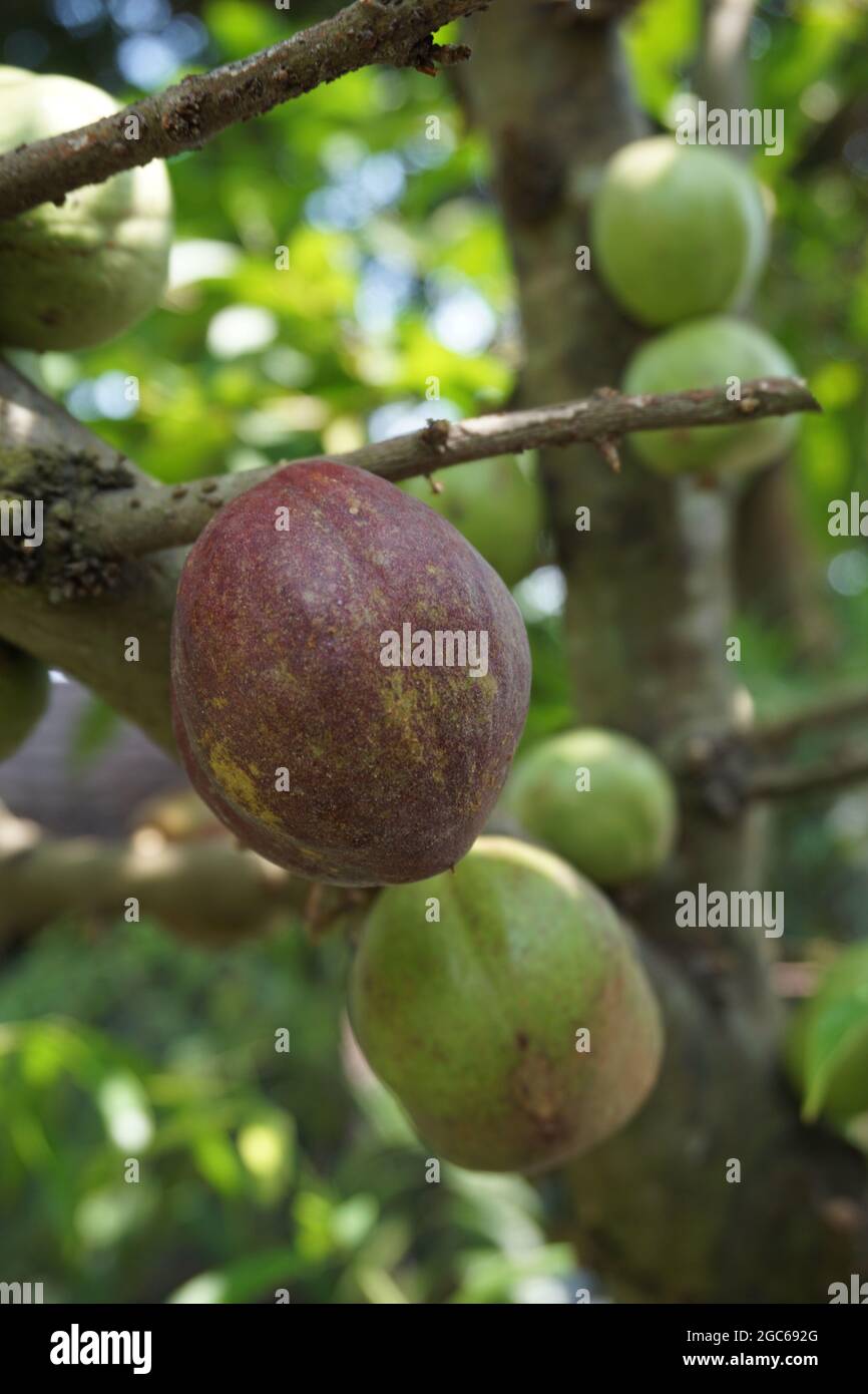 Phaleria macrocarpa (Also called Mahkota Dewa, simalakama, Makuto Rojo ...