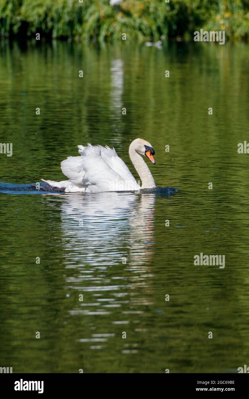 Swan on a calm and sunny lake Stock Photo - Alamy