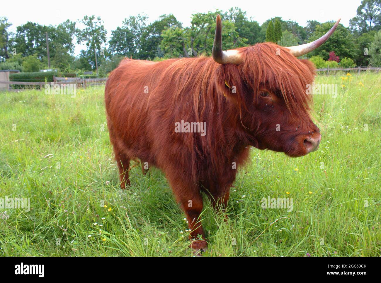 Beautiful long-haired highland cattle on the pasture Stock Photo - Alamy
