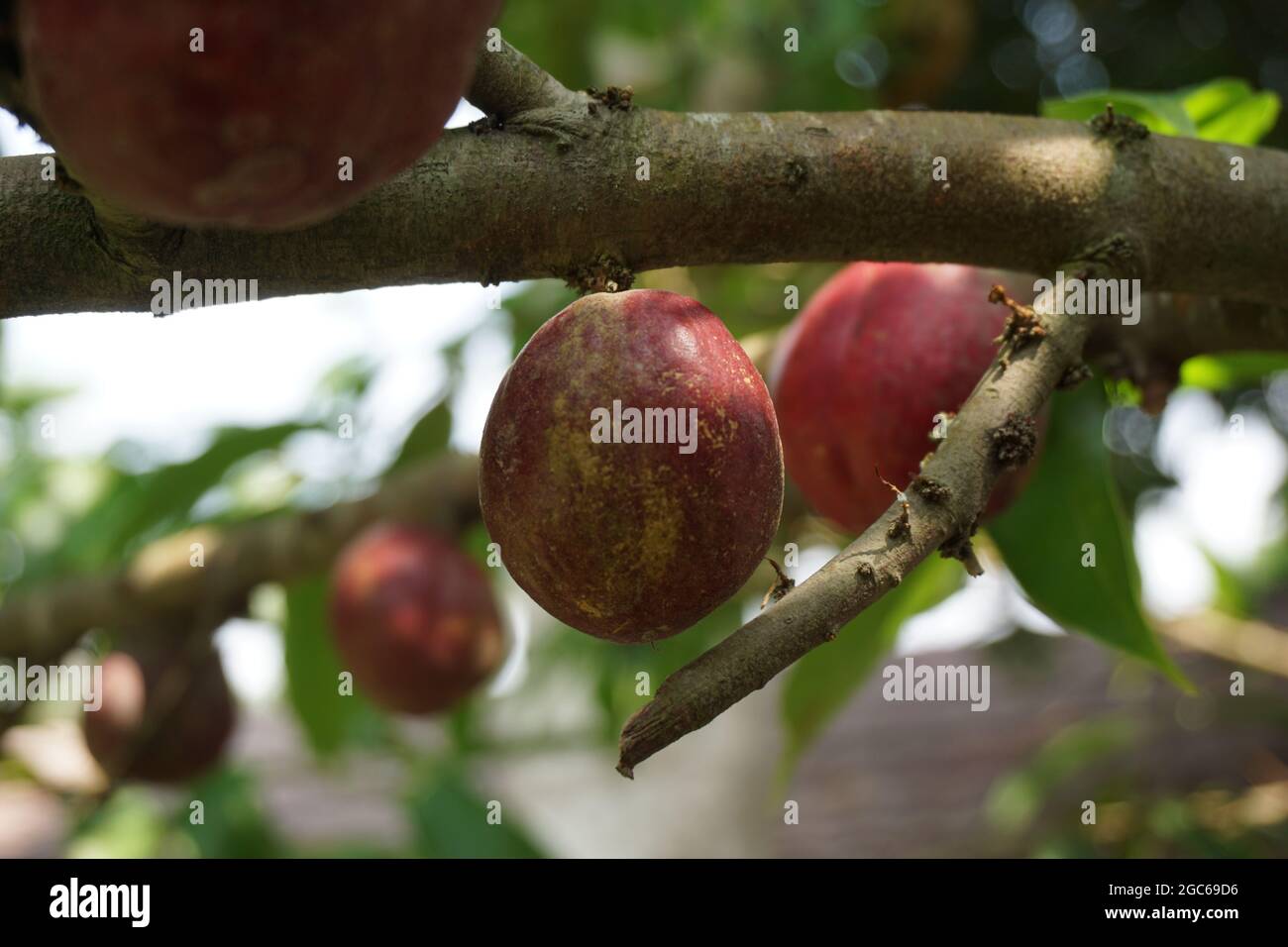 Phaleria macrocarpa (Also called Mahkota Dewa, simalakama, Makuto Rojo ...